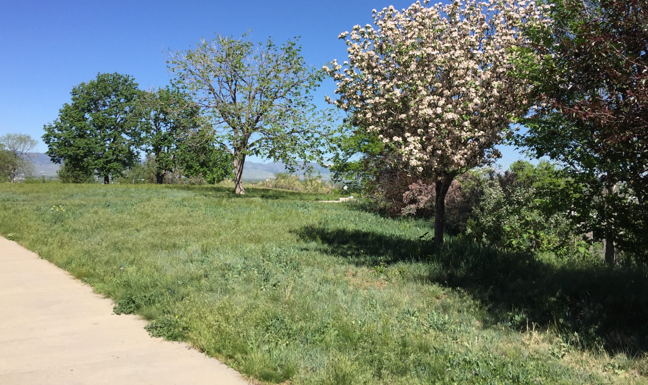 Inspiration Point Bluegrass Conversion - StudioCPG