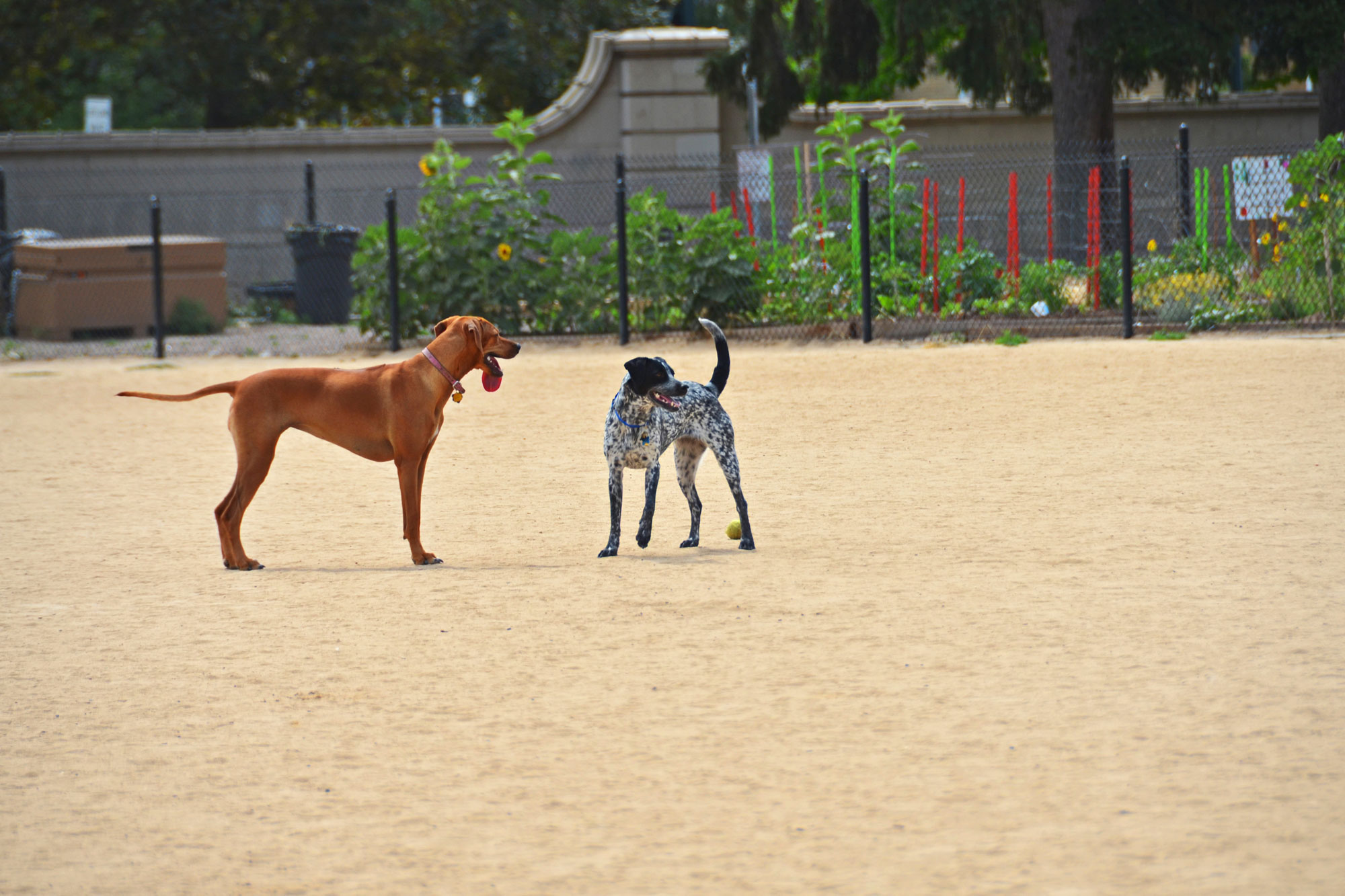 Josephine – Interim Dog Park and Community Garden - StudioCPG