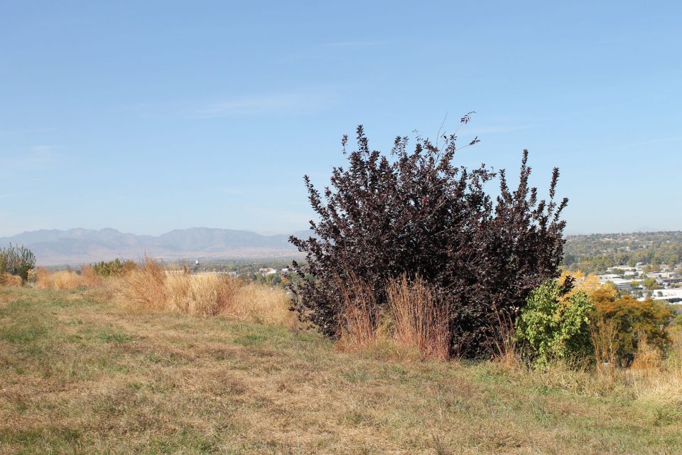 studiocpg_inpiration-point-bluegrass-conversion - StudioCPG