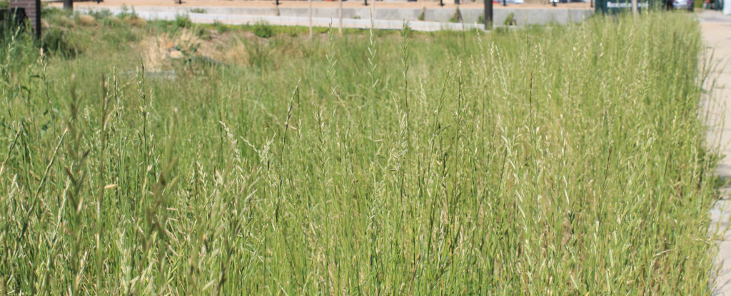 Understanding Native Plants - StudioCPG